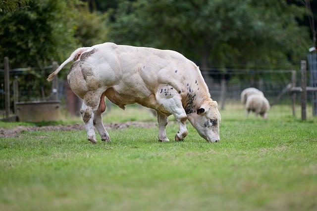 5,000+ Free Muscular Bull & Bull Images - Pixabay