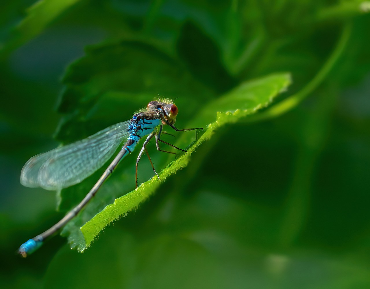 Libelle Insekt Natur - Kostenloses Foto auf Pixabay