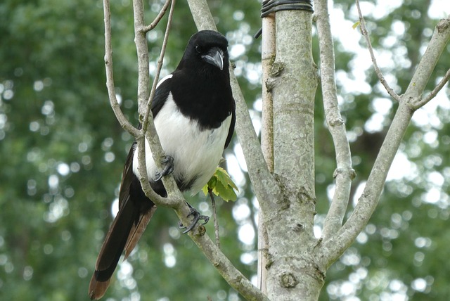 Magpie Nature Bird - Free photo on Pixabay
