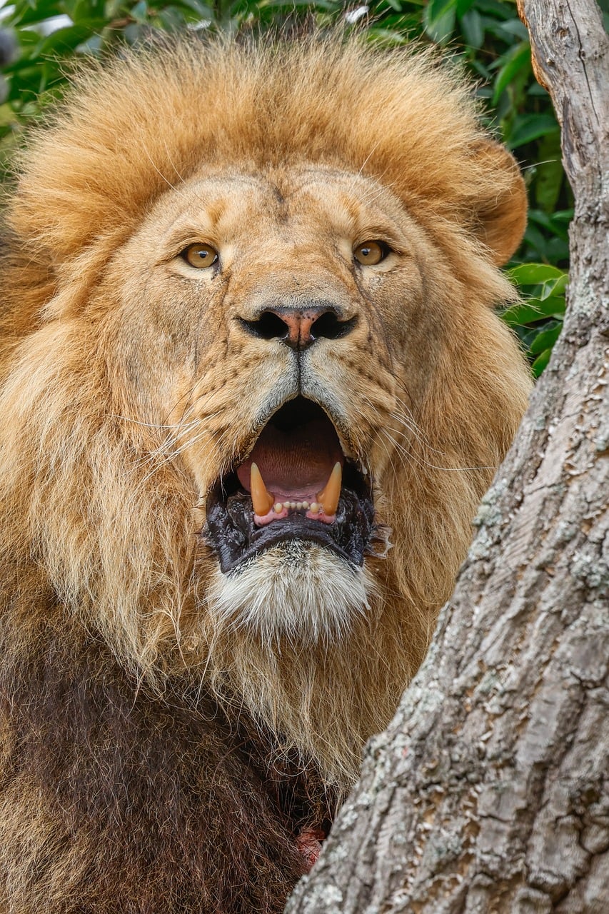 Leão Natureza Animal - Foto gratuita no Pixabay
