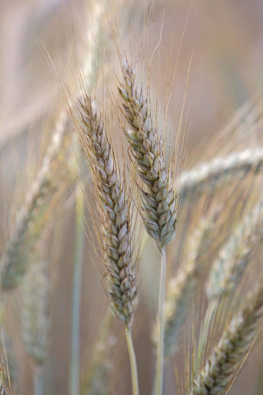 Wheat Crop Field - Free photo on Pixabay