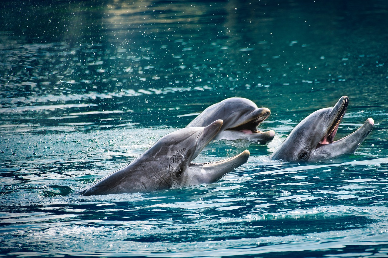 Delfin Natur Tier - Kostenloses Foto auf Pixabay