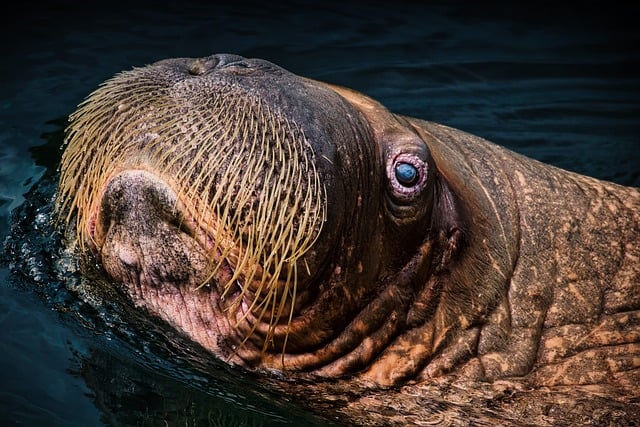 Morsa Marinho Animal - Foto gratuita no Pixabay