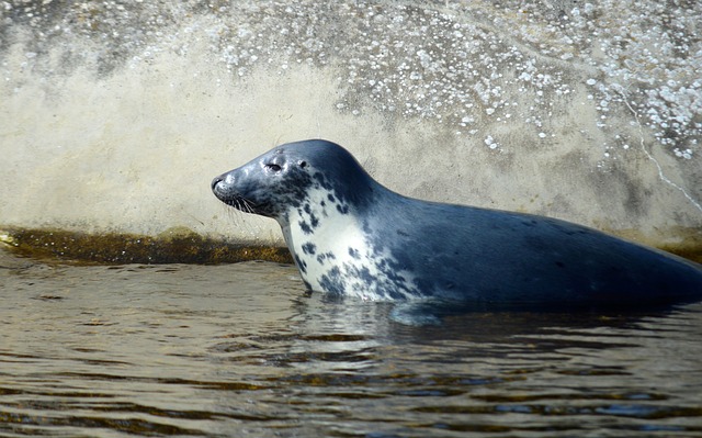 Gray Seal Water Mammal Sea - Free photo on Pixabay