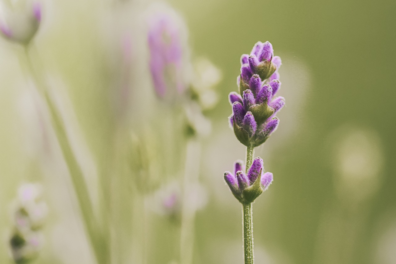 Lavender Nature Flower Wallpaper - Free photo on Pixabay