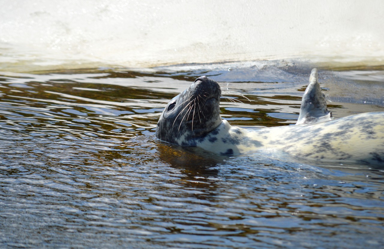 Gray Seal Predator - Free photo on Pixabay
