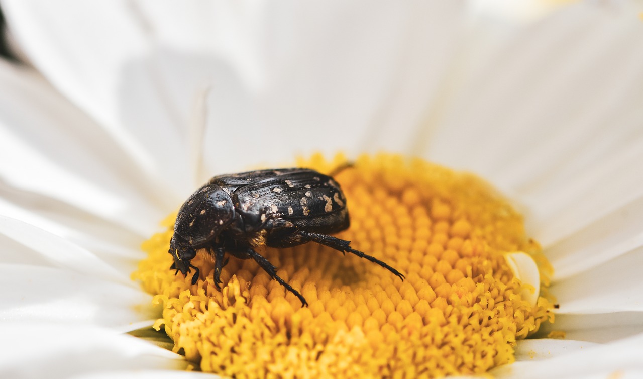 Beetle Insect Nature Free Photo On Pixabay