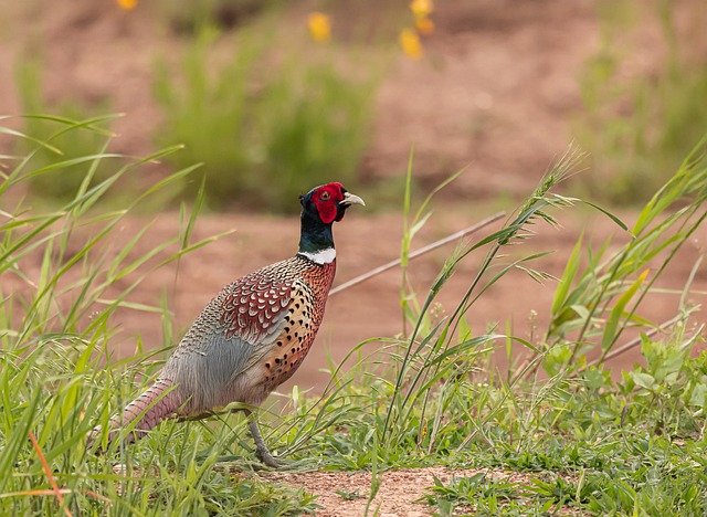 Pheasant Bird Moss - Free photo on Pixabay