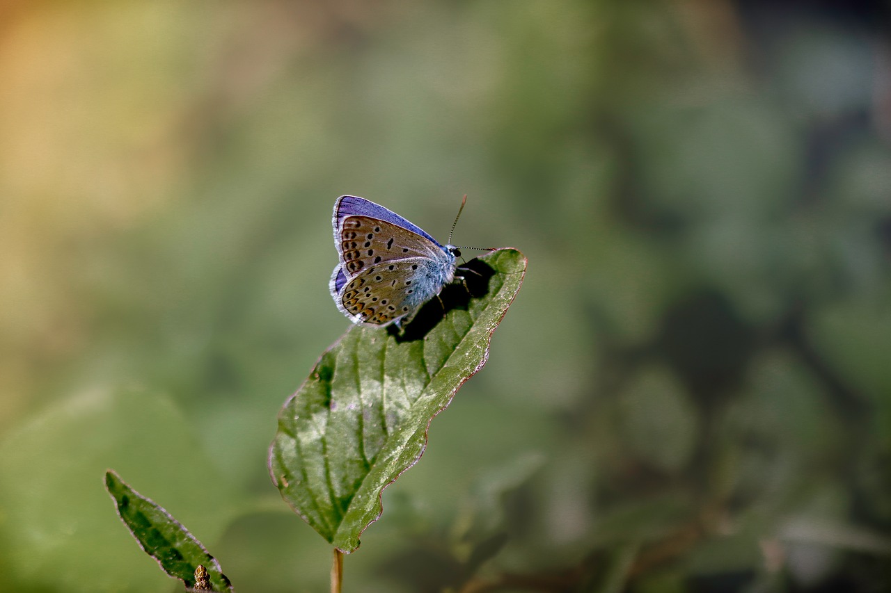 1,000+ Free Icarus Falling & Butterfly Images - Pixabay