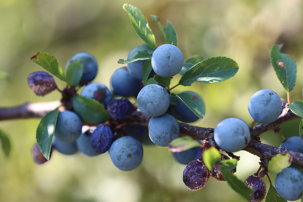 Prunelle Épine Nature - Photo gratuite sur Pixabay
