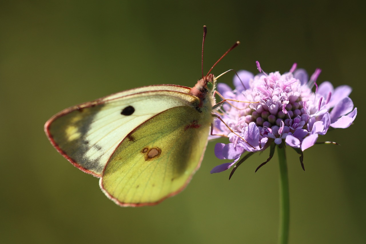Mariposa Insecto Naturaleza - Foto gratis en Pixabay