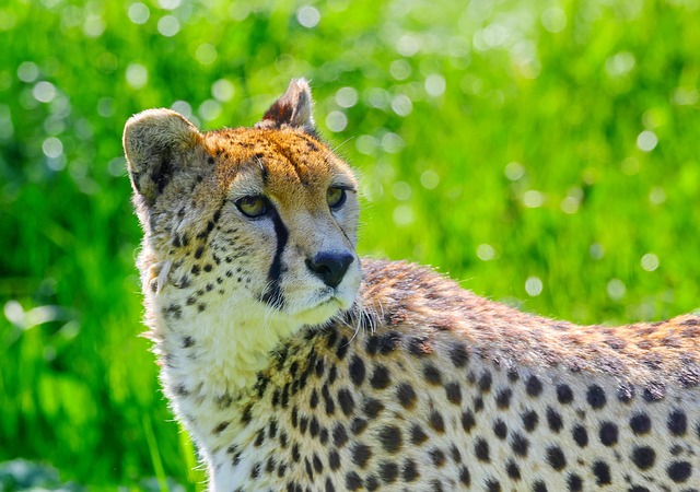 Cheetah Satwa Licik - Foto gratis di Pixabay