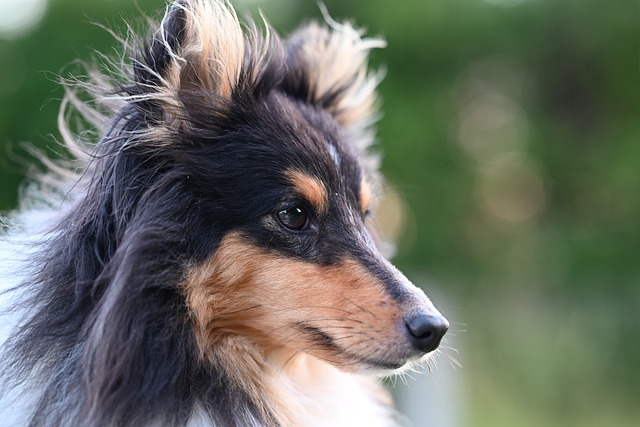 Shetland Sheepdog Dog - Free photo on Pixabay