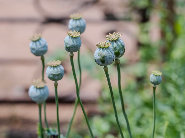 Opium Poppy Seed Pod - Free photo on Pixabay