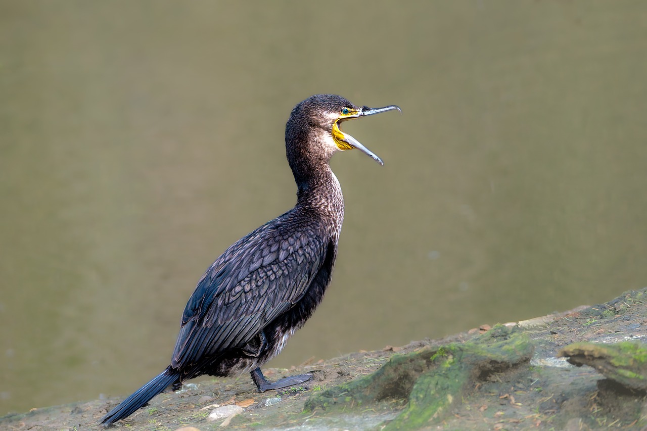 Cormorant Bird Animal - Free photo on Pixabay