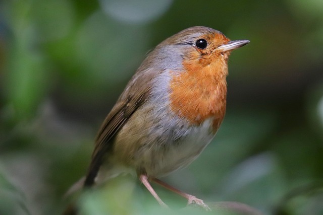 Robin Songbird Small Bird Garden - Free photo on Pixabay