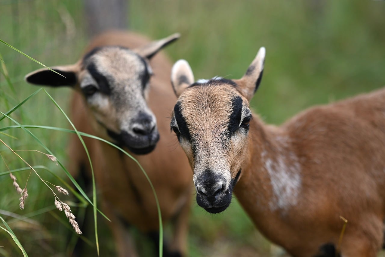 Cameroon Sheep Farm Animals - Free photo on Pixabay