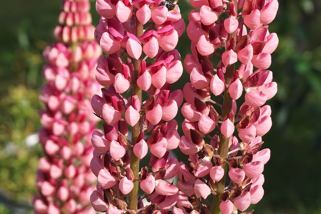 Lupine Flower Botany - Free photo on Pixabay