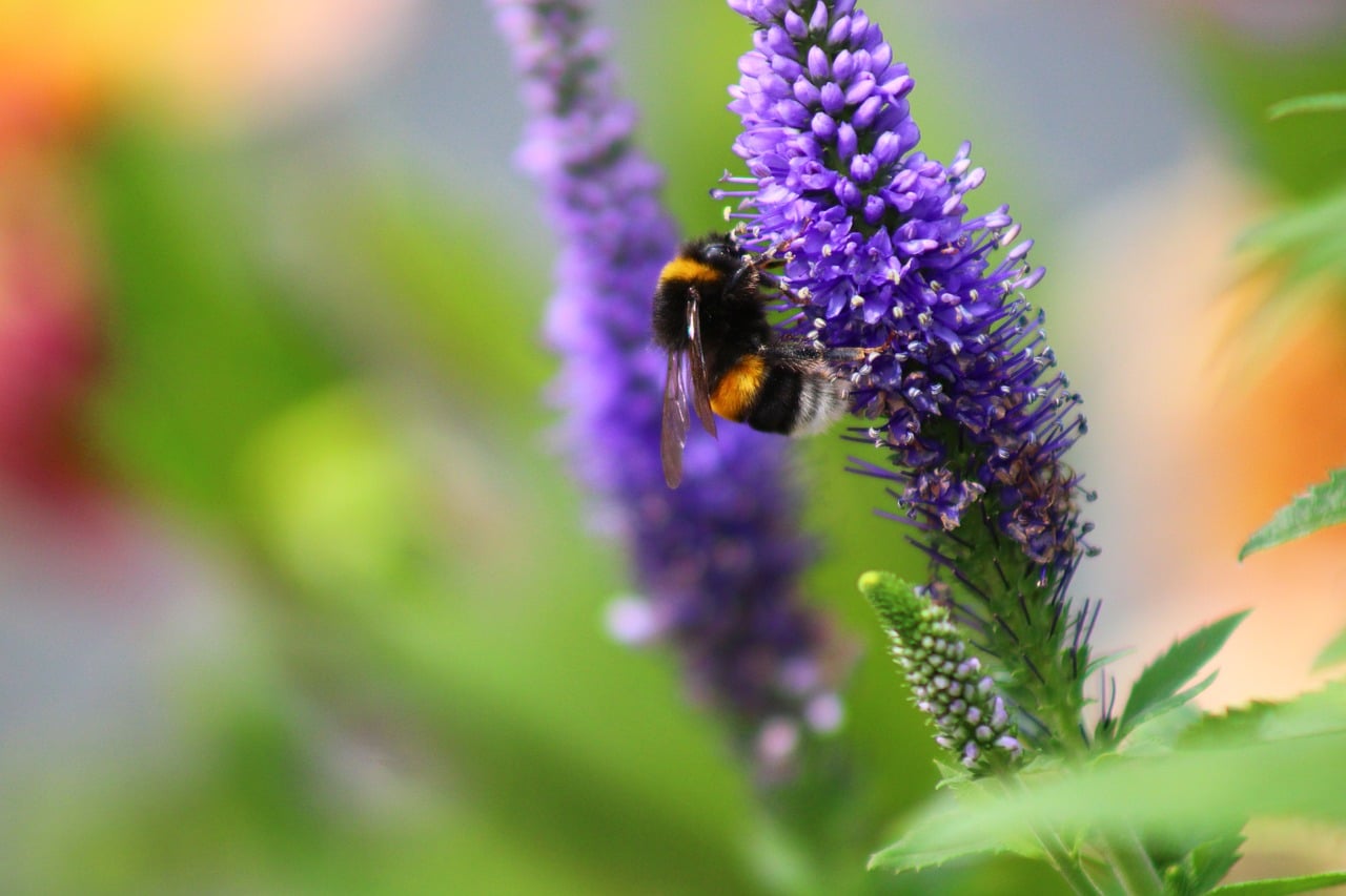 Download Flower Wallpaper, Nature, Bumblebee. Royalty-Free Stock ...