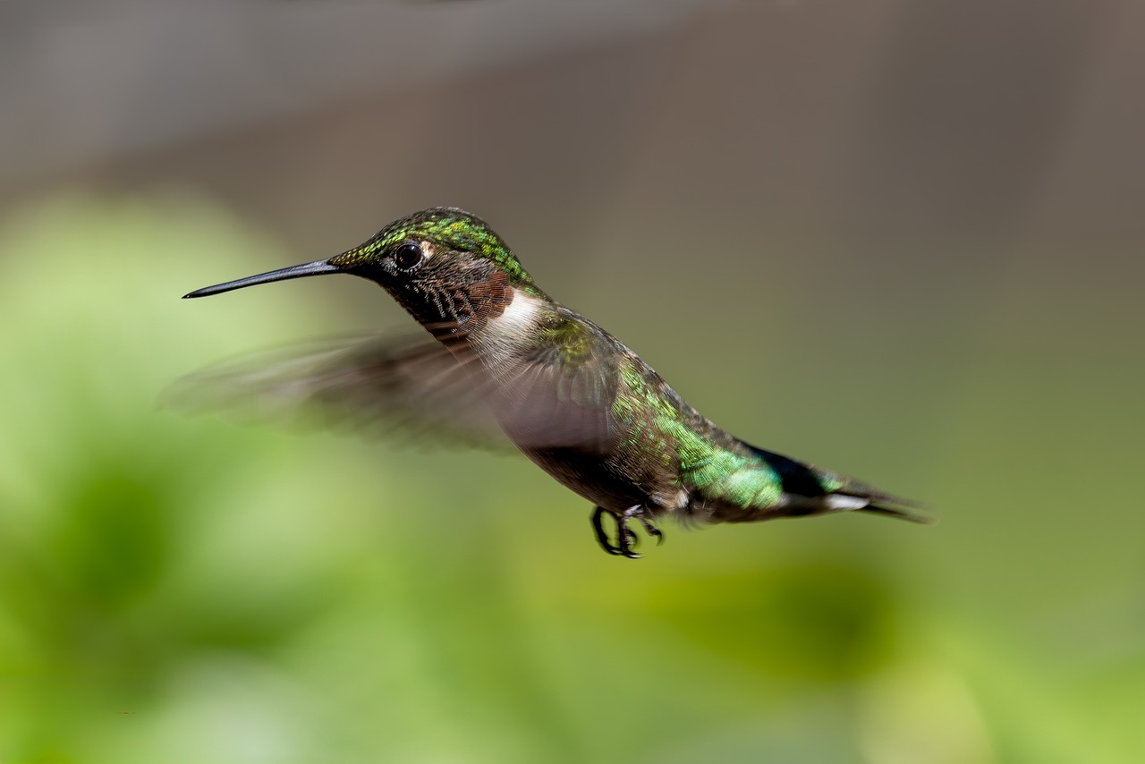 Hummingbird Bird Hd - Free photo on Pixabay