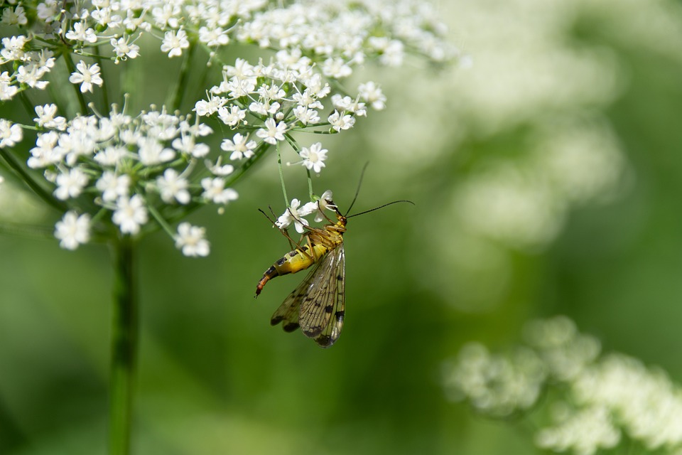 Insect Schnake Wildlife - Free photo on Pixabay