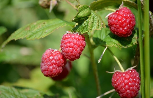Raspberries Garden Plant Nature - Free photo on Pixabay