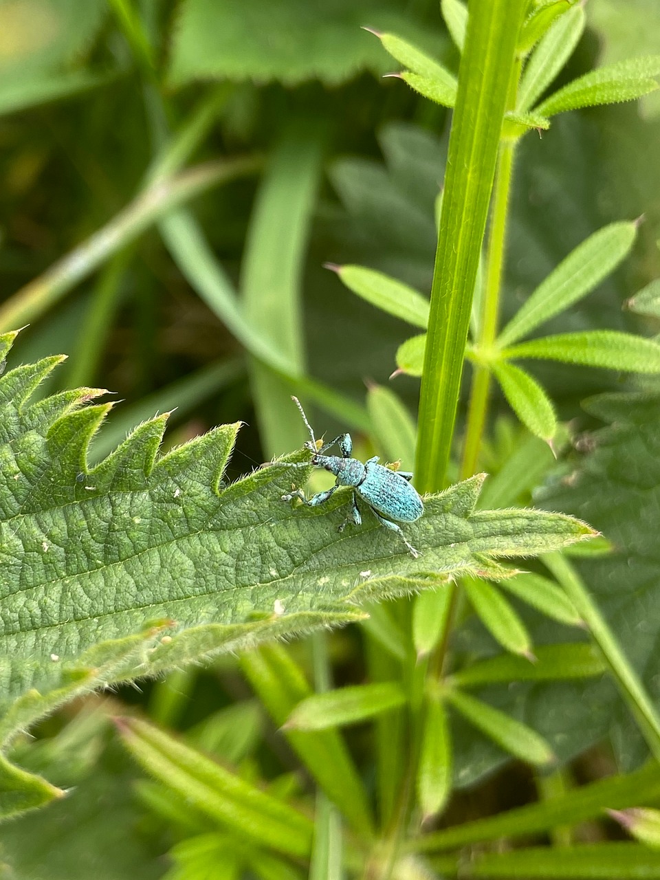 Insect Bug Animal - Free photo on Pixabay