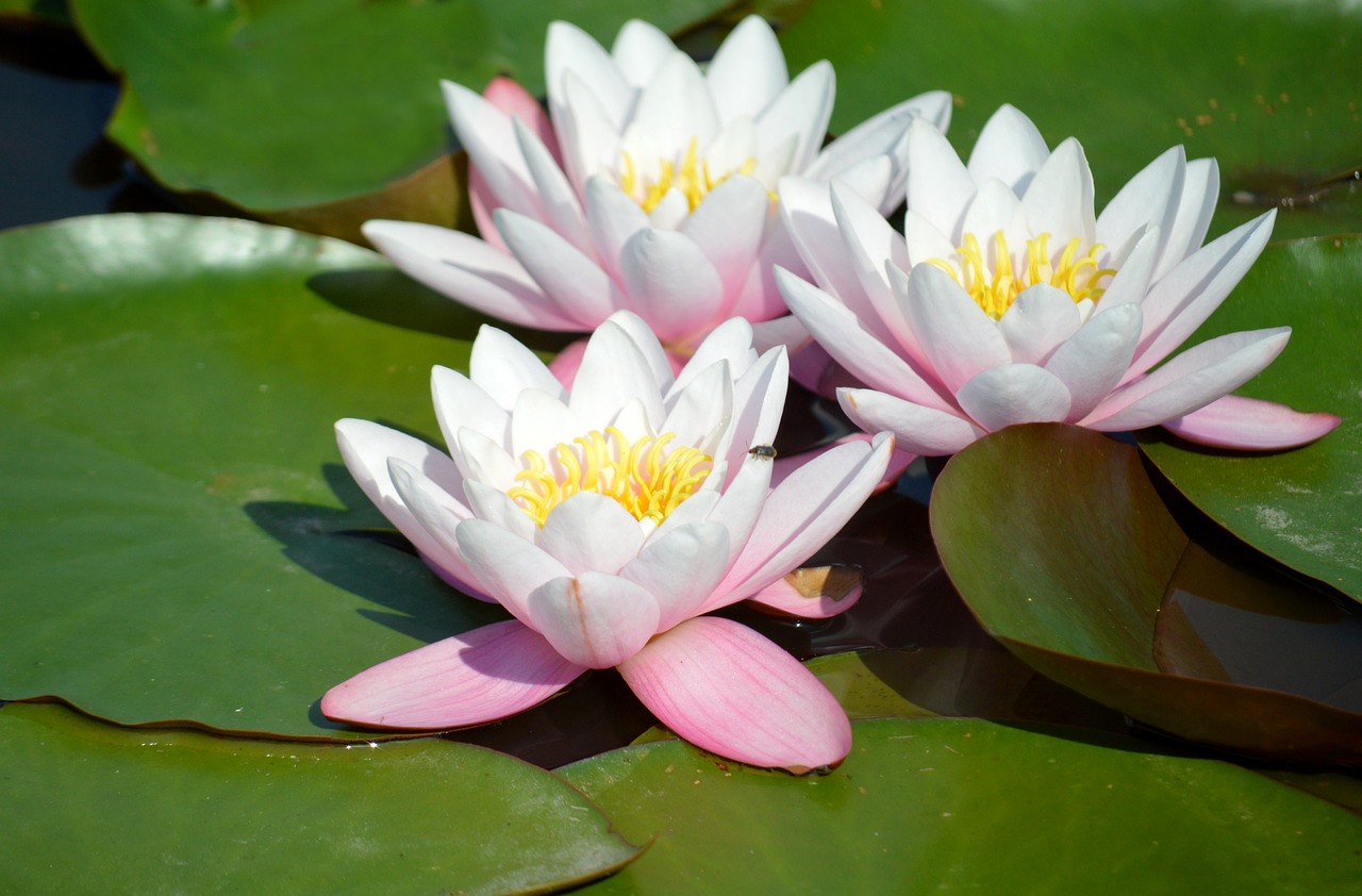 Water Lilies Nature Blossoms - Free photo on Pixabay