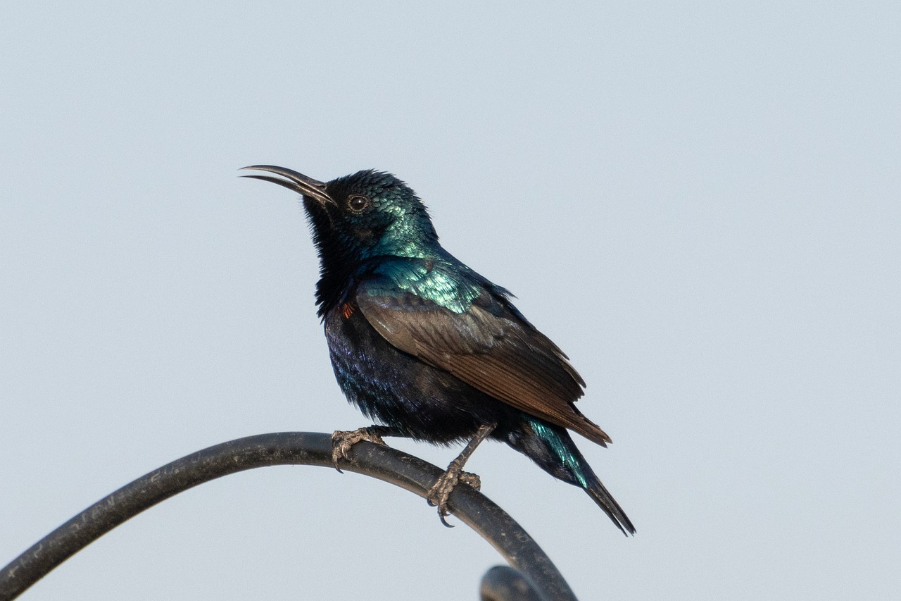 Sunbird Blue Bird - Free photo on Pixabay