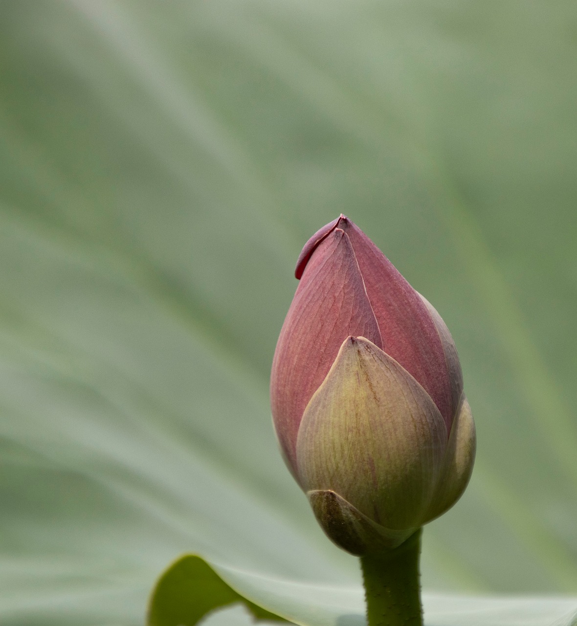 Lotus Flower Plant - Free photo on Pixabay