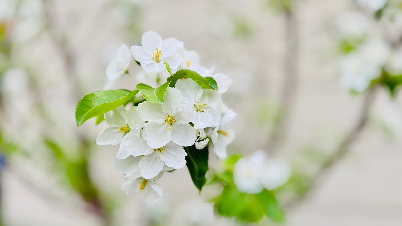 Pear Flower Ewha Natural Floral - Free photo on Pixabay
