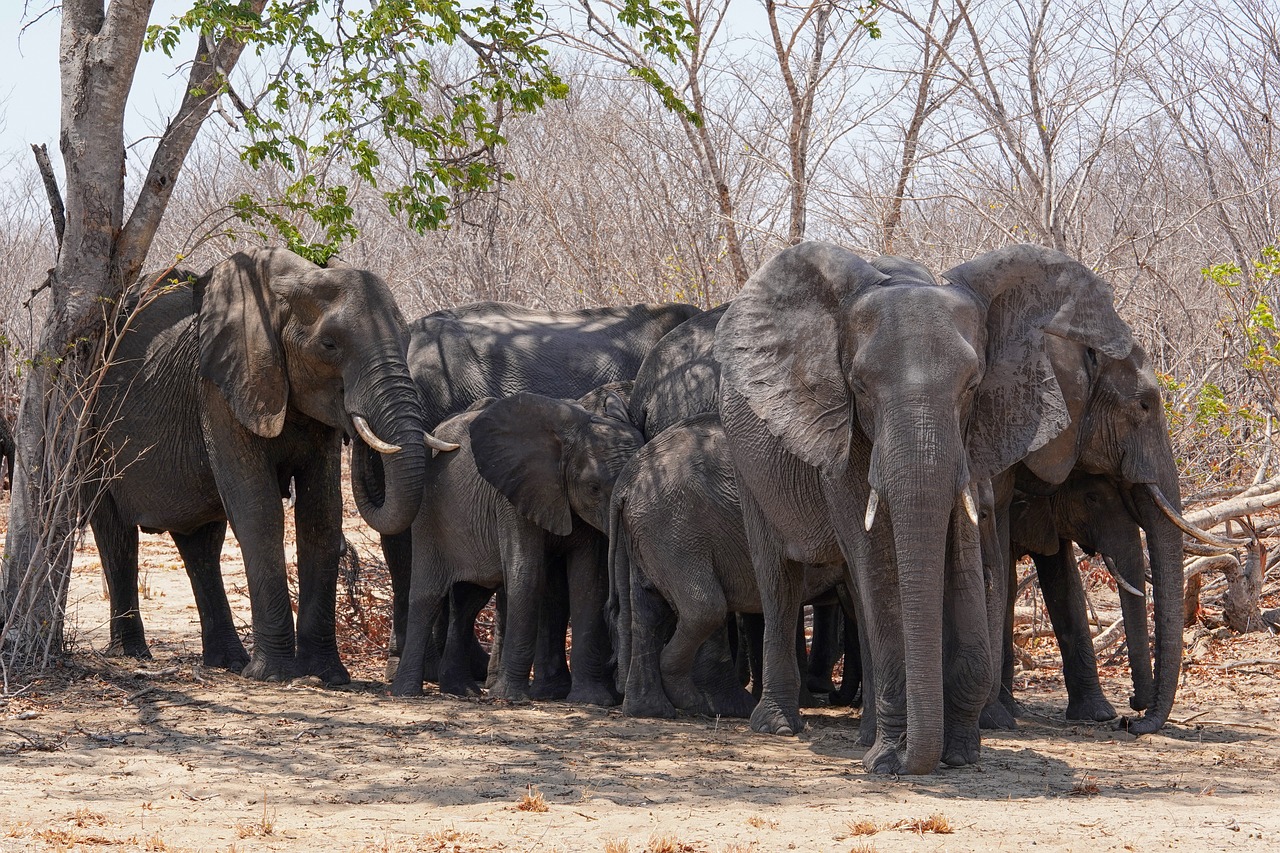 Elephants Herd Animals - Free photo on Pixabay