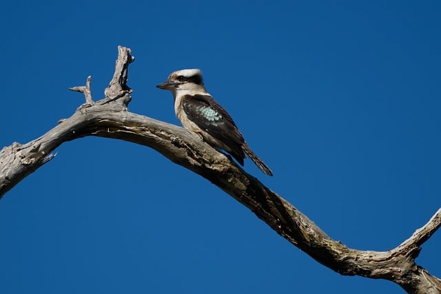 Bird Kookaburra Wildlife - Free photo on Pixabay