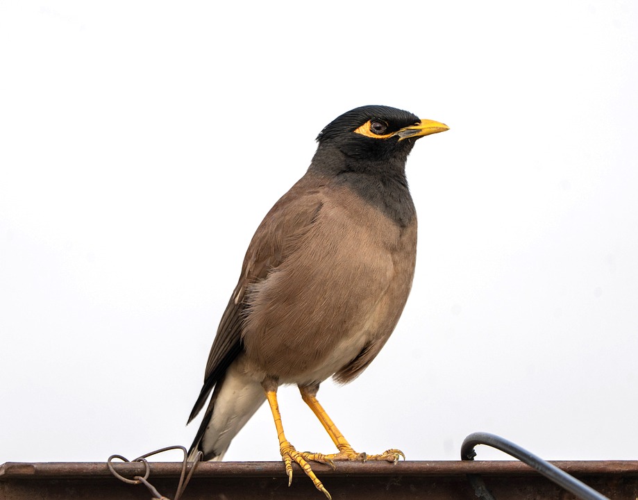 Myna Mynah Bird - Free photo on Pixabay