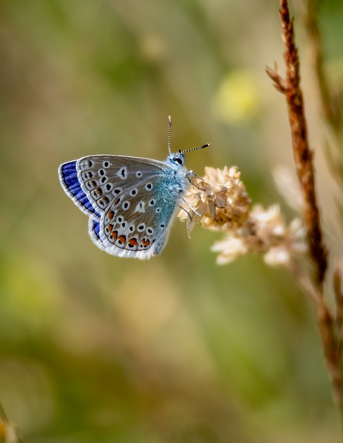 Common Blue Butterfly Nature - Free photo on Pixabay
