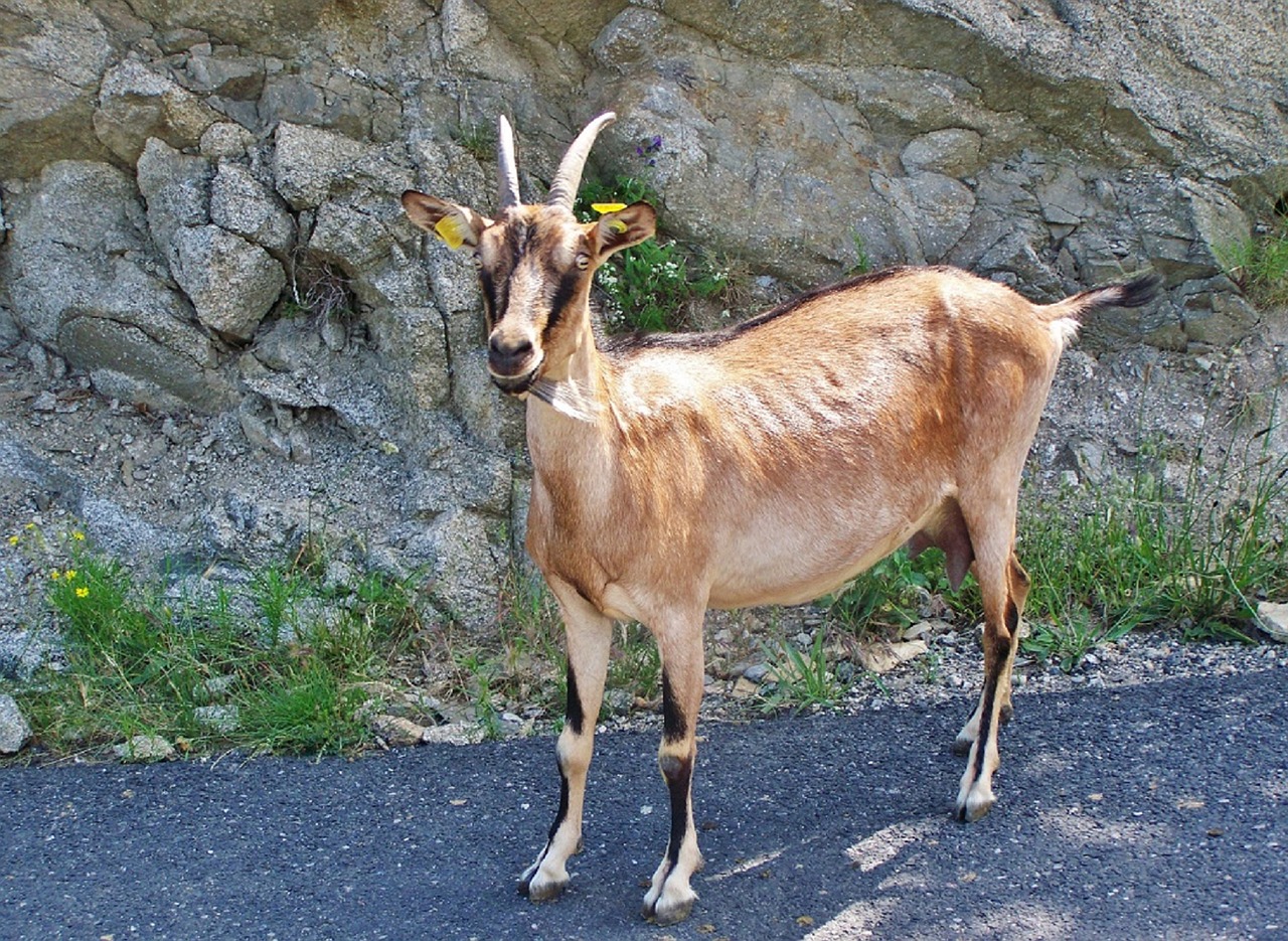 Download Goat, Nature, Animal. Royalty-Free Stock Illustration Image ...