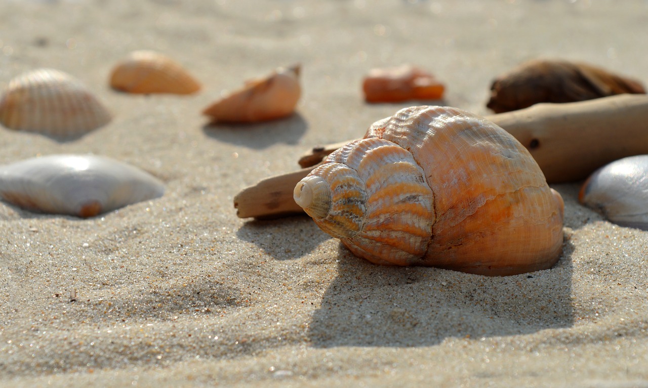 Whelk Horn Snail Sea Animals - Free photo on Pixabay