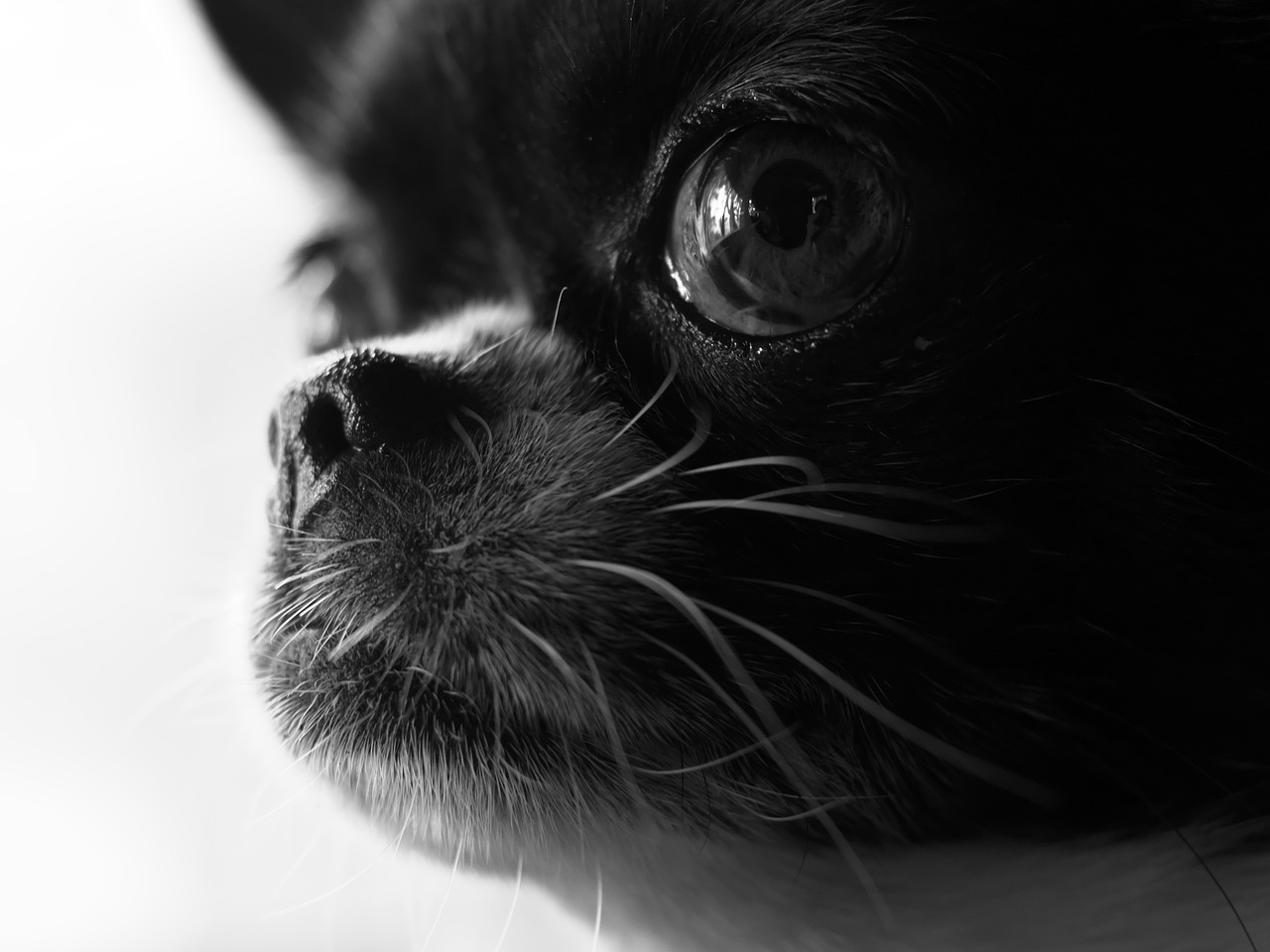 Cachorro Chihuahua Queixo-Wa - Foto gratuita no Pixabay