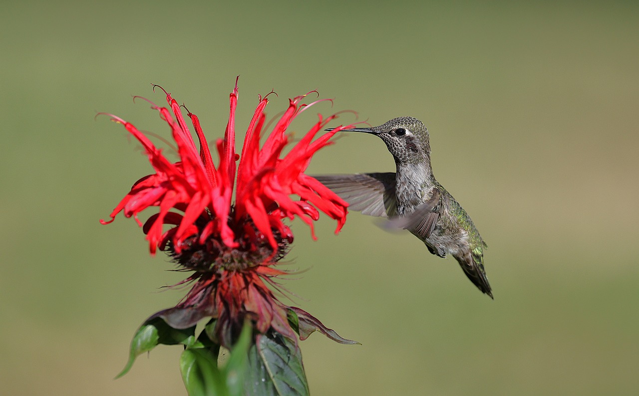Le Colibri D'Anna Oiseau Nature - Photo gratuite sur Pixabay
