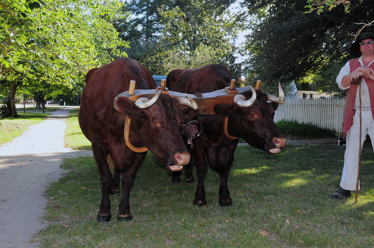 Bull Nature Cow - Free photo on Pixabay