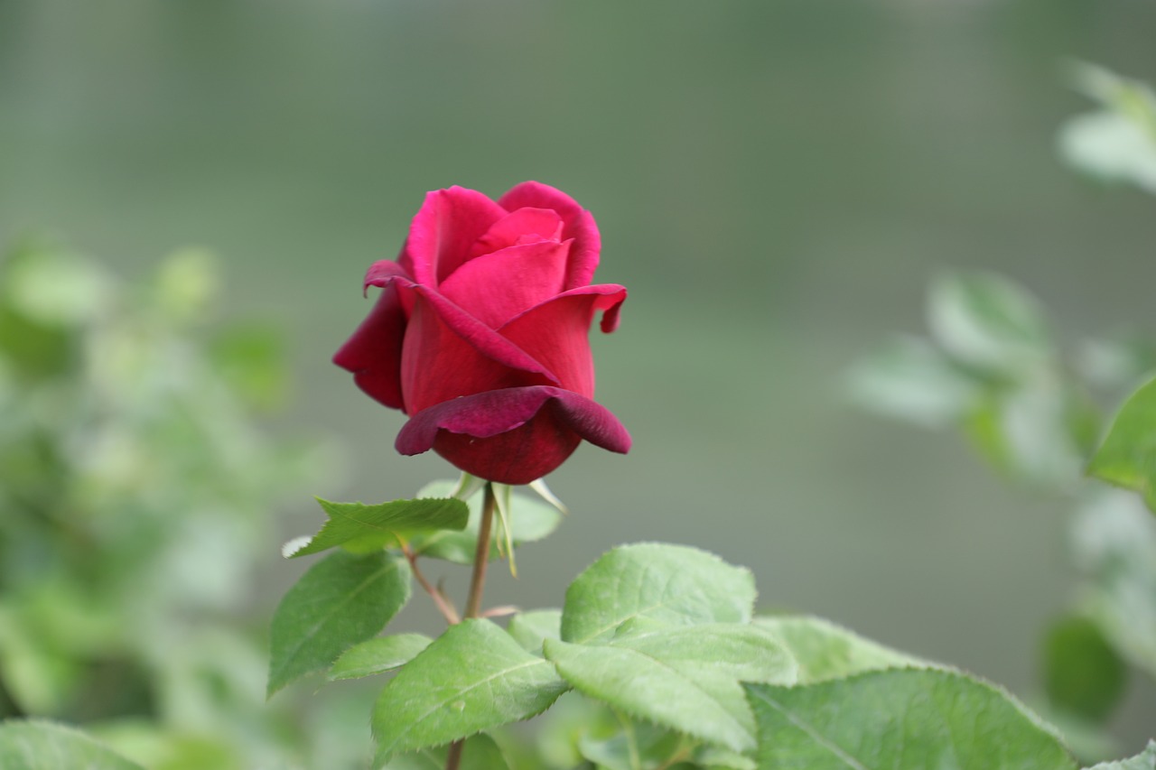 Romantisch Rose Natur - Kostenloses Foto auf Pixabay