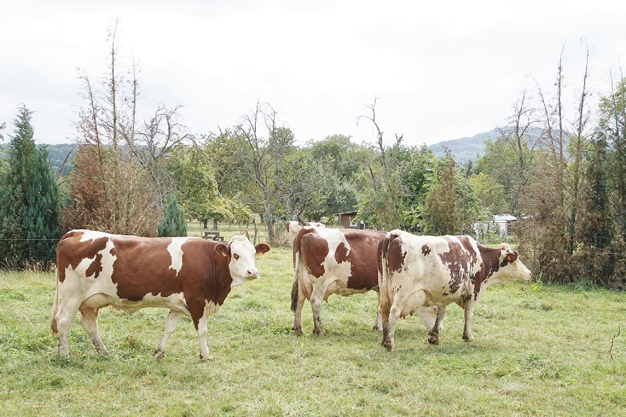 Cows Nature Cattle - Free photo on Pixabay