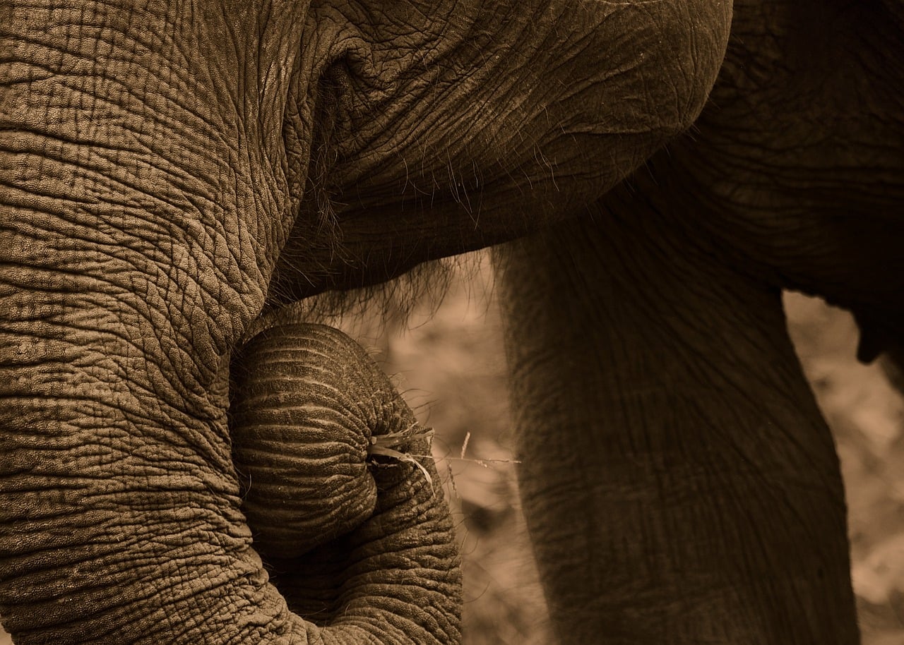 Elephant Asian Trunk - Free photo on Pixabay