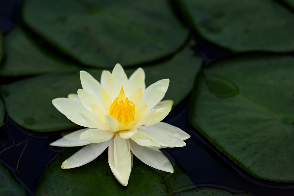Lotus Flowers Petal - Free photo on Pixabay
