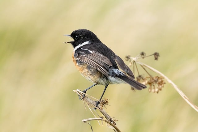 Stonechat Bird Avian - Free photo on Pixabay