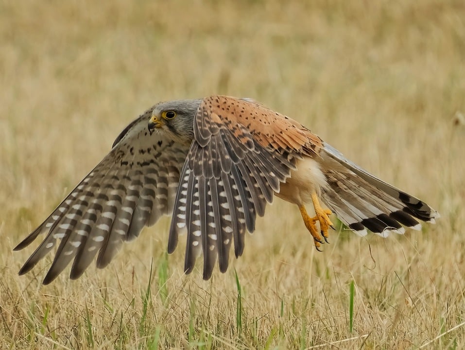Falcon Bird Birds Of Prey - Free photo on Pixabay