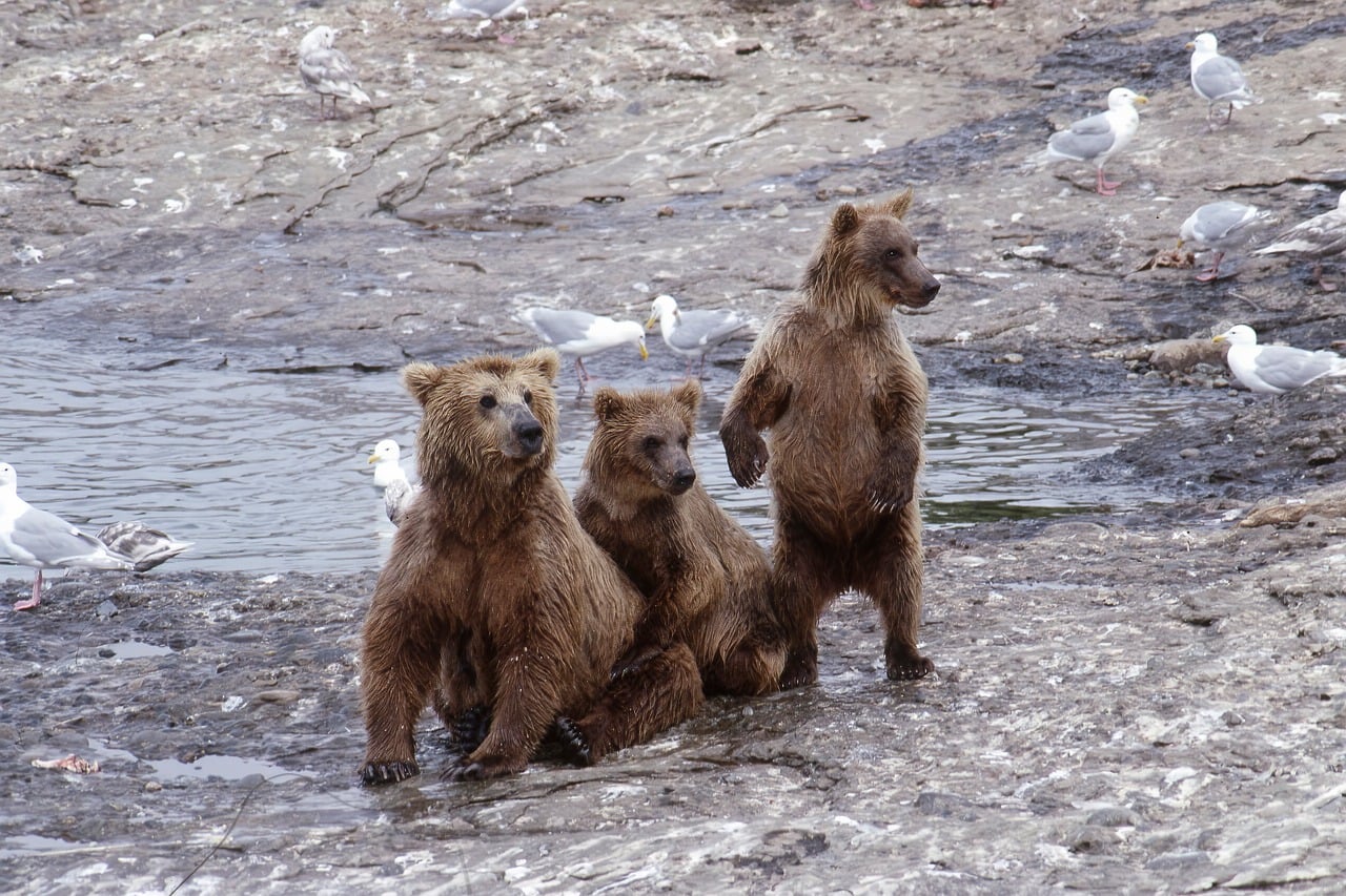Grizzly Bear Animals - Free photo on Pixabay