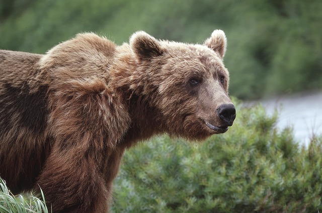urso-pardo-animais-foto-gratuita-no-pixabay