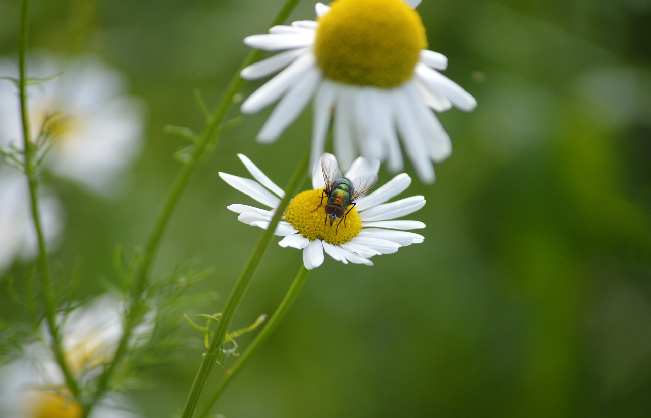 Chamomile Flowers - Free photo on Pixabay