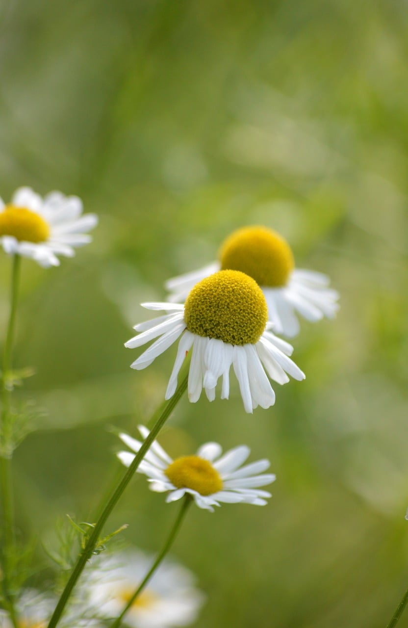 Chamomile Flowers - Free photo on Pixabay